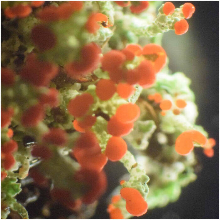 SURF GANG shares new album AT LEAST WE TRIED and new visual for “SUNDAY ...